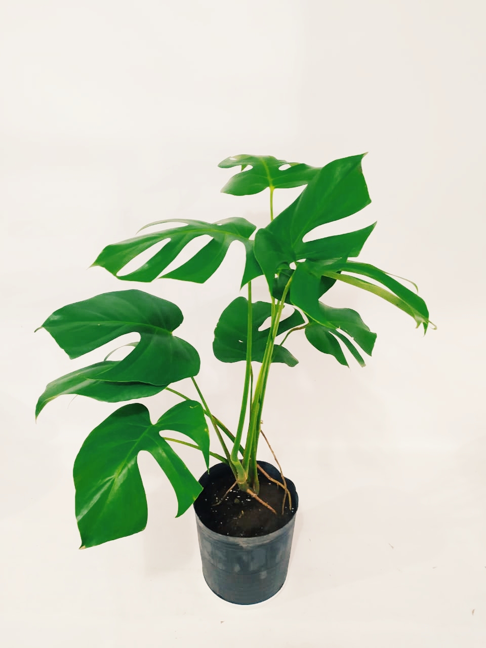 Baby Monstera Deliciosa – Planta Madre