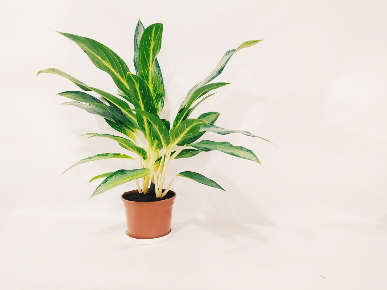 Aglaonema Golden Bay Chica – Planta Madre