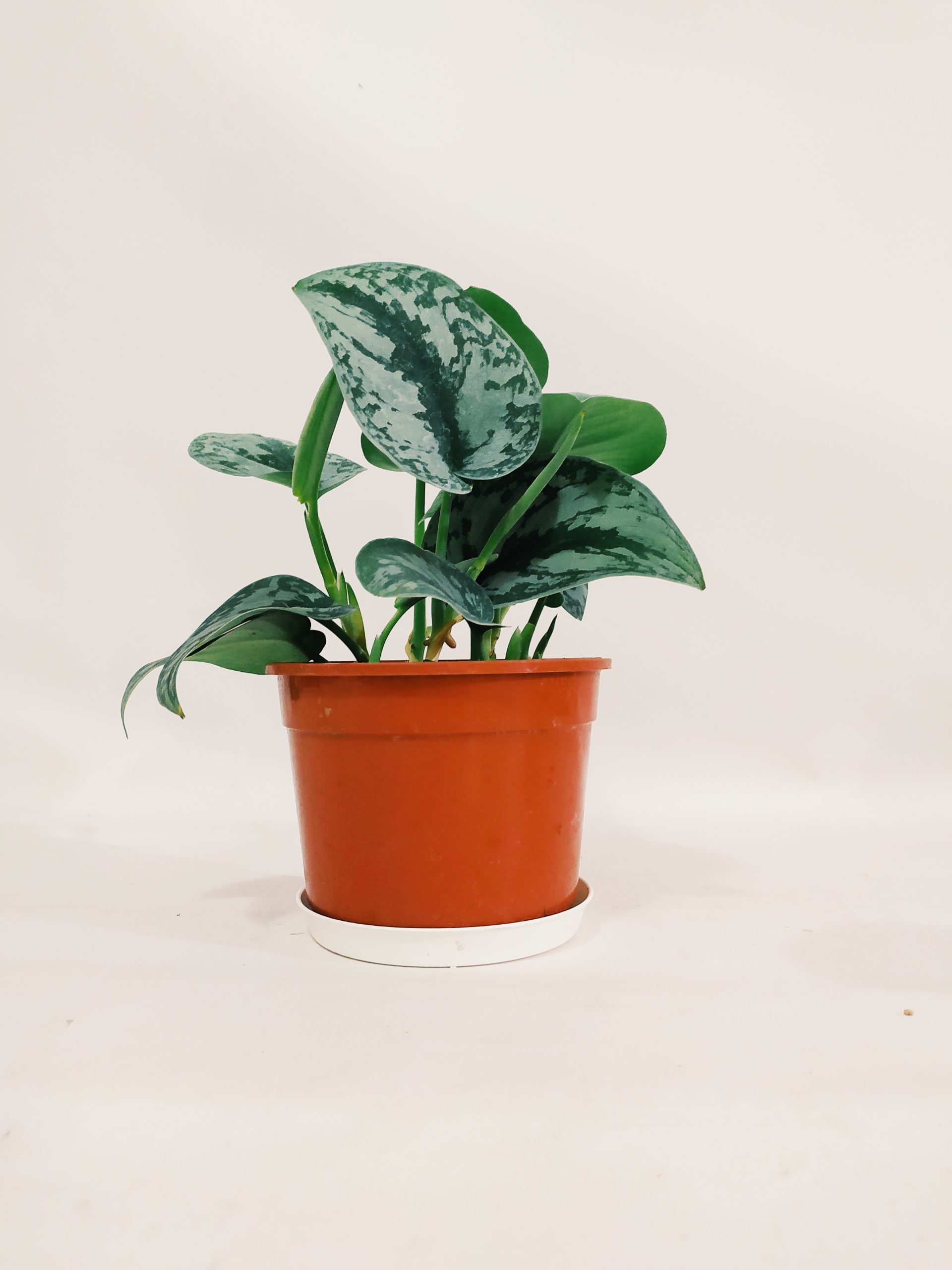 Potus Silver Chico – Planta Madre
