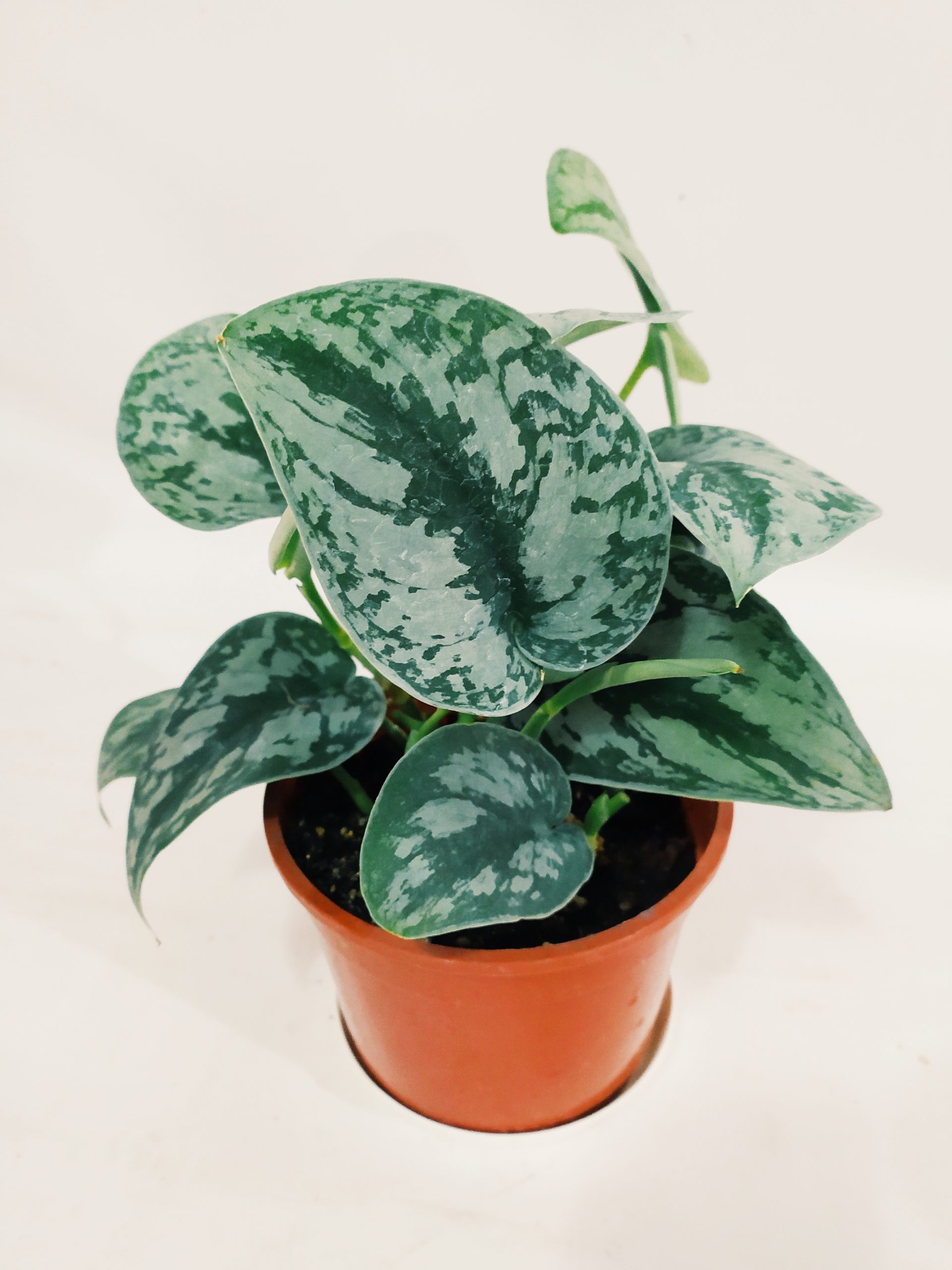 Potus Silver Chico – Planta Madre