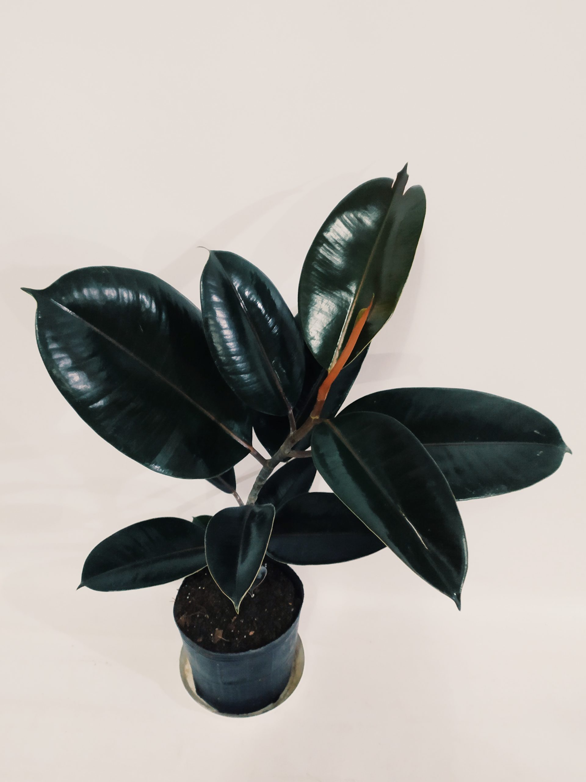 Ficus Elastica Rubra Chico – Planta Madre