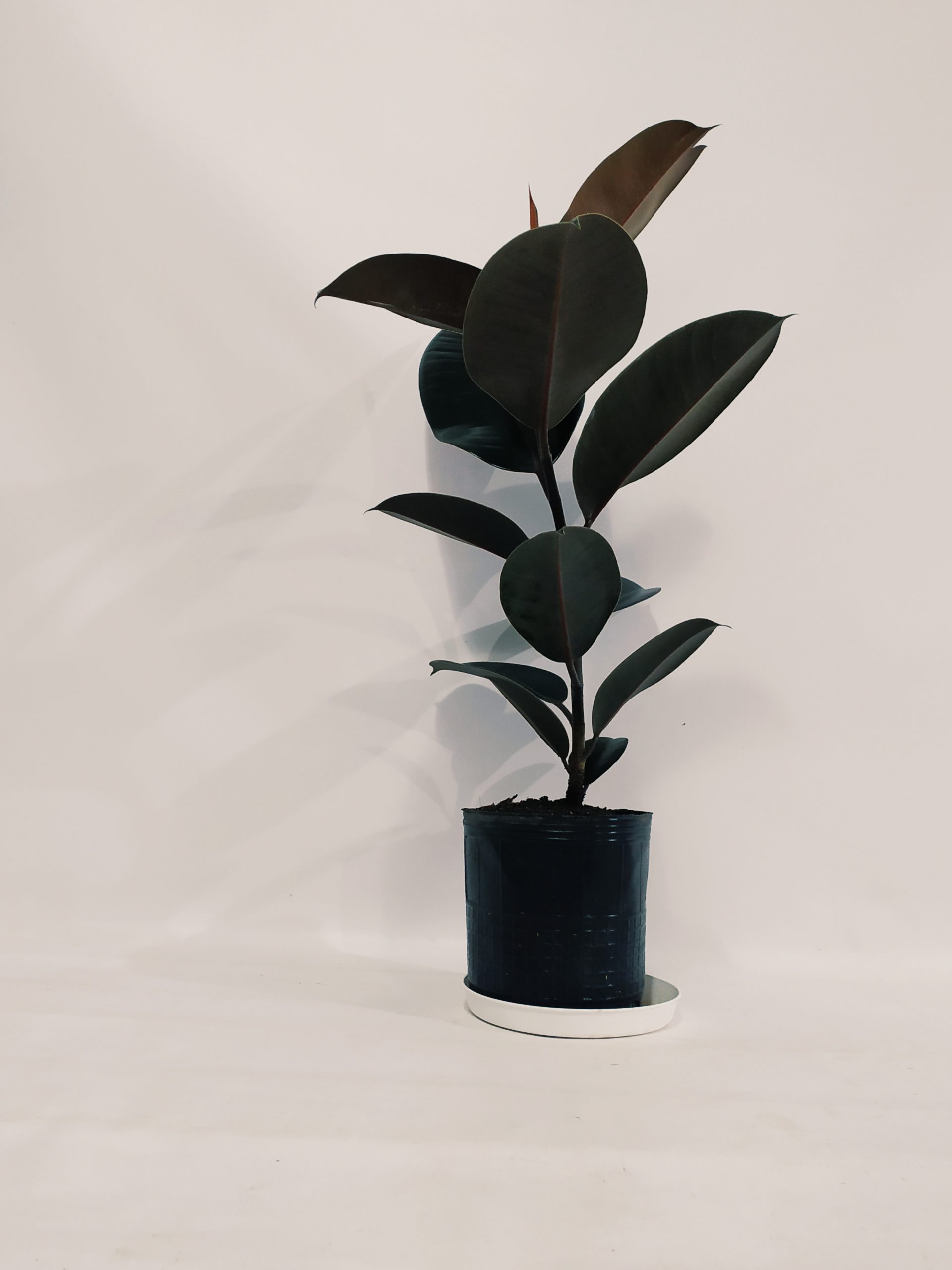 Ficus Elastica Rubra Chico – Planta Madre