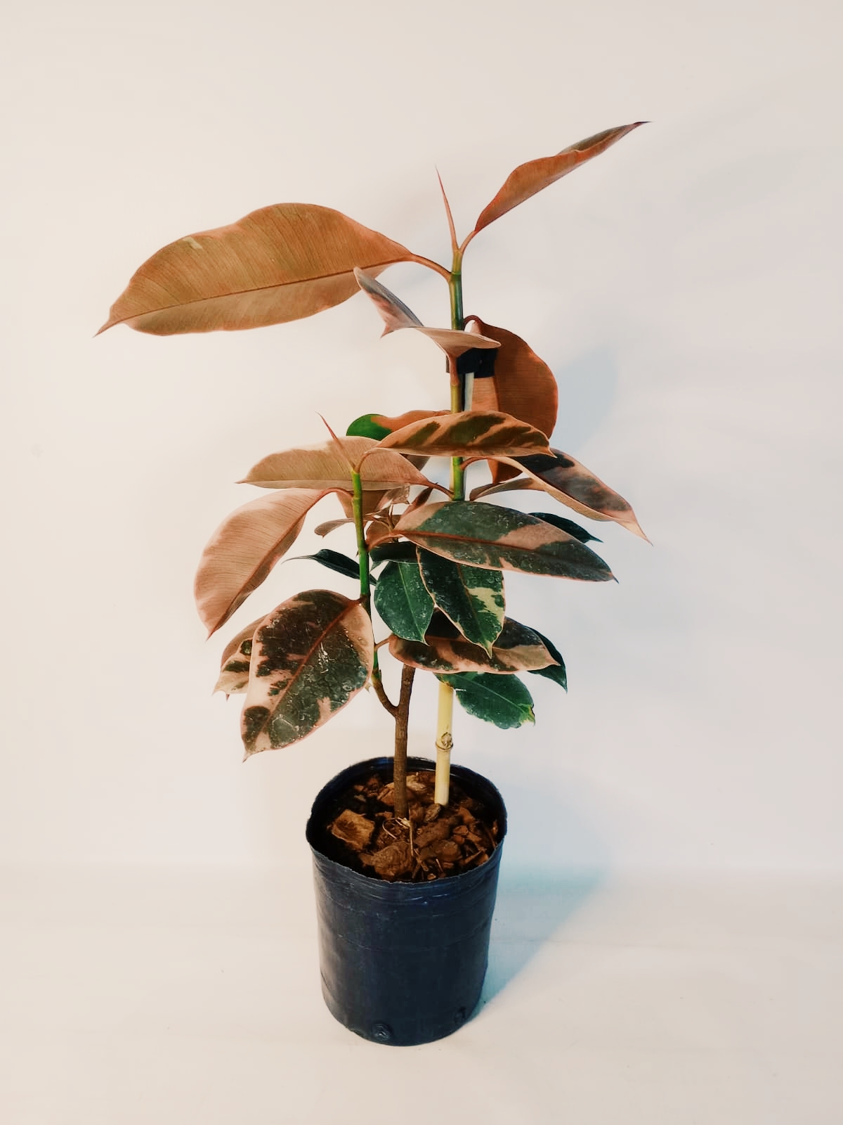 Ficus Elastica Rubi “Baby” – Planta Madre